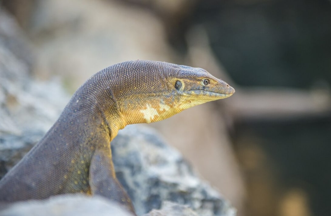 Things You Should Know About Monitor Lizards in Thailand [2025]