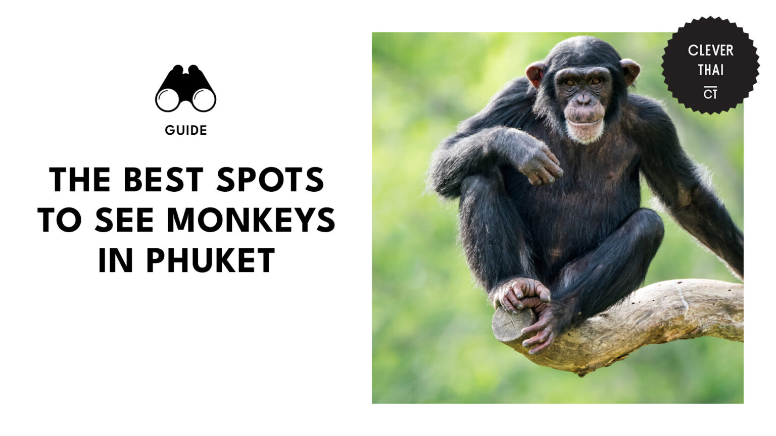 The 10 Best Places to Spot Monkeys in Phuket [2026 ]