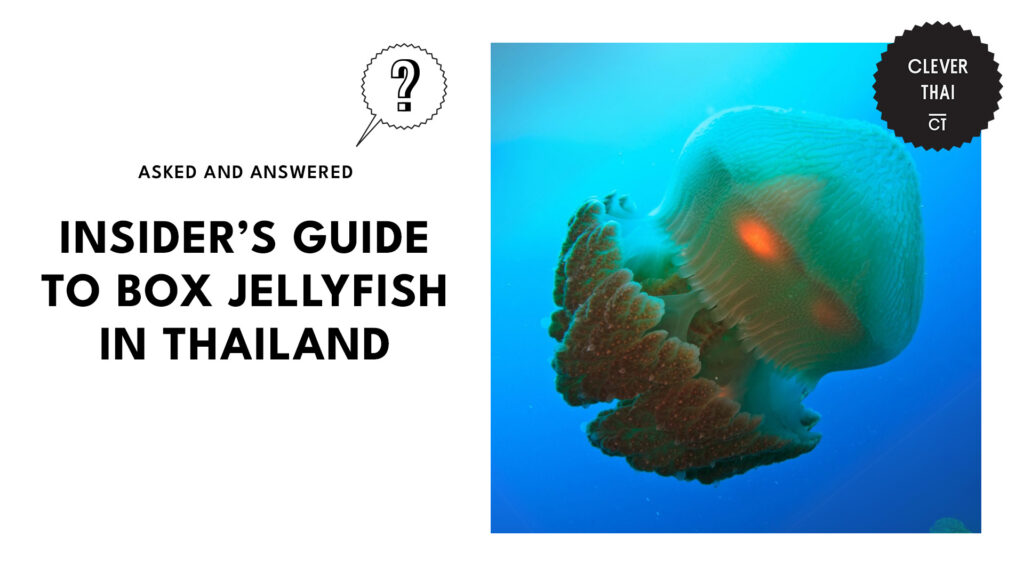Swimming in Thailand: An Insider’s Guide to Box Jellyfish [2026 ]
